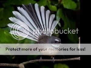 Nittnut - Birds of a Feather Read Together - Three Fantails | 75 Books ...