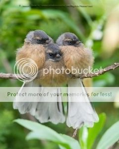 Nittnut - Birds of a Feather Read Together - Three Fantails | 75 Books ...